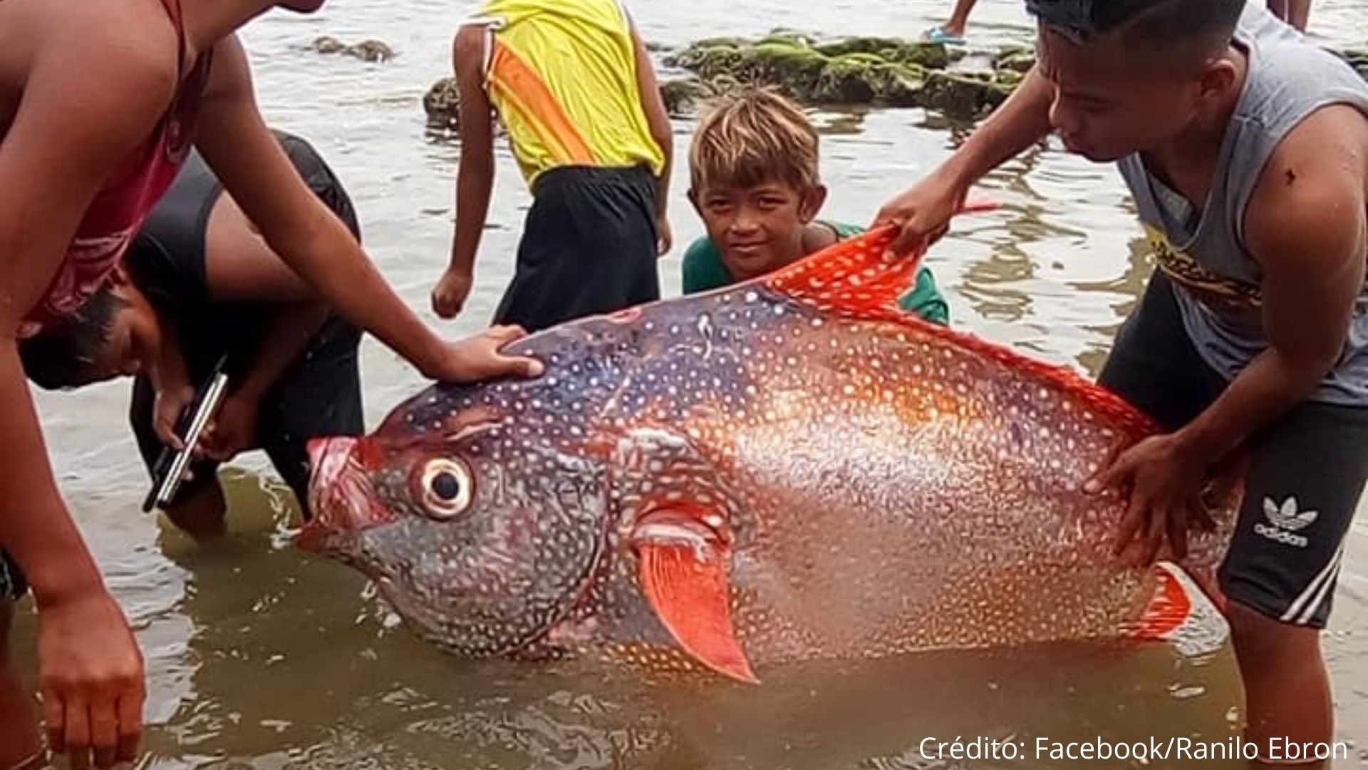 FOTOS: Capturan pez del tamaño de un humano en Filipinas