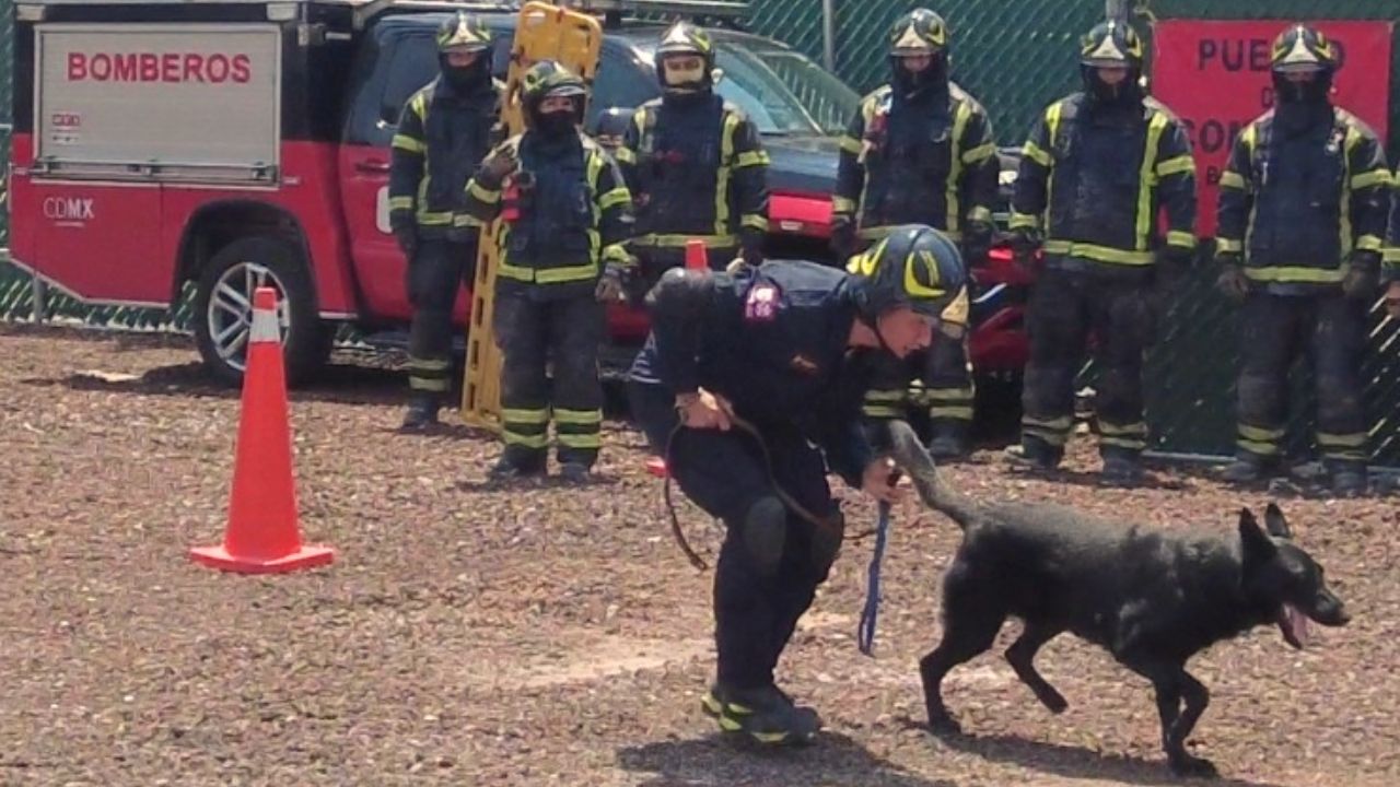Togo será el primer perro bombero de la CDMX, trabajará en estructuras ...