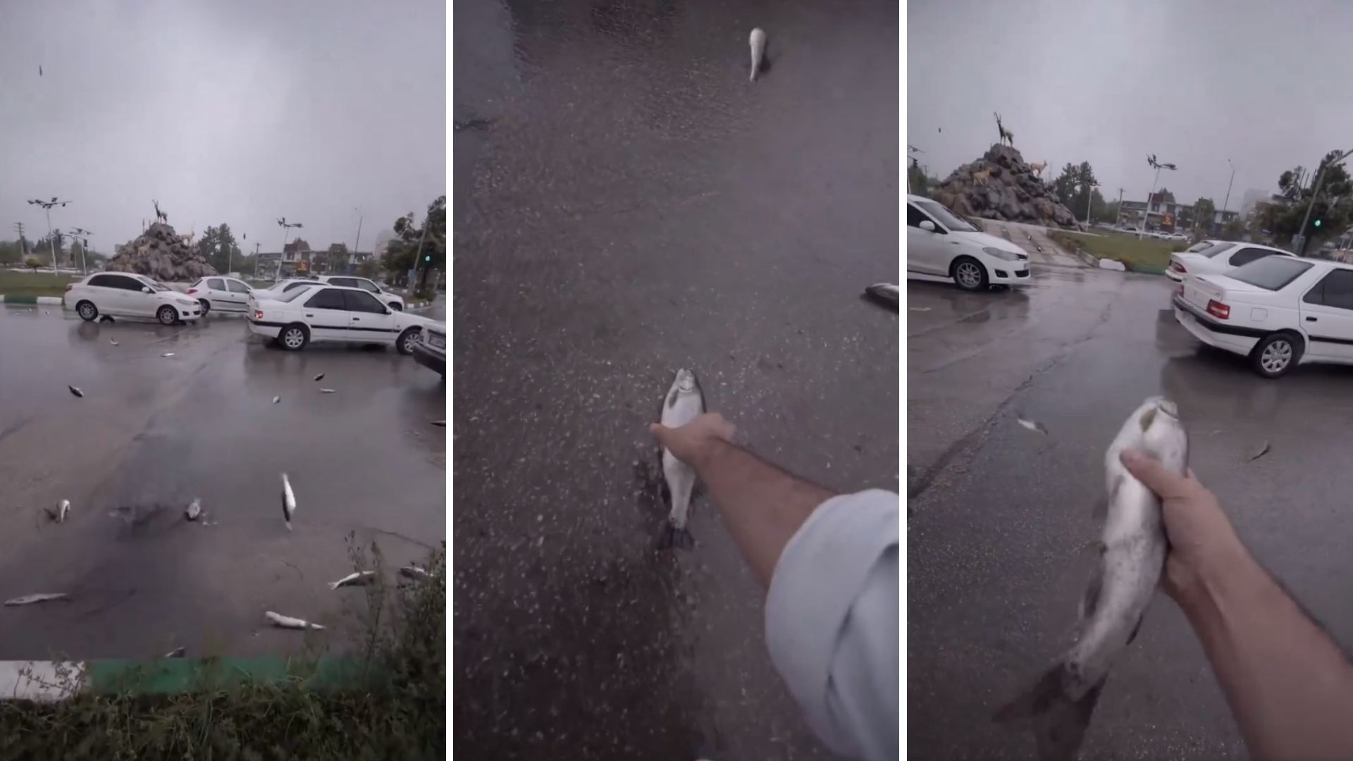 Lluvia de peces en Irán; ¿a qué se debe este fenómeno? (VIDEO)