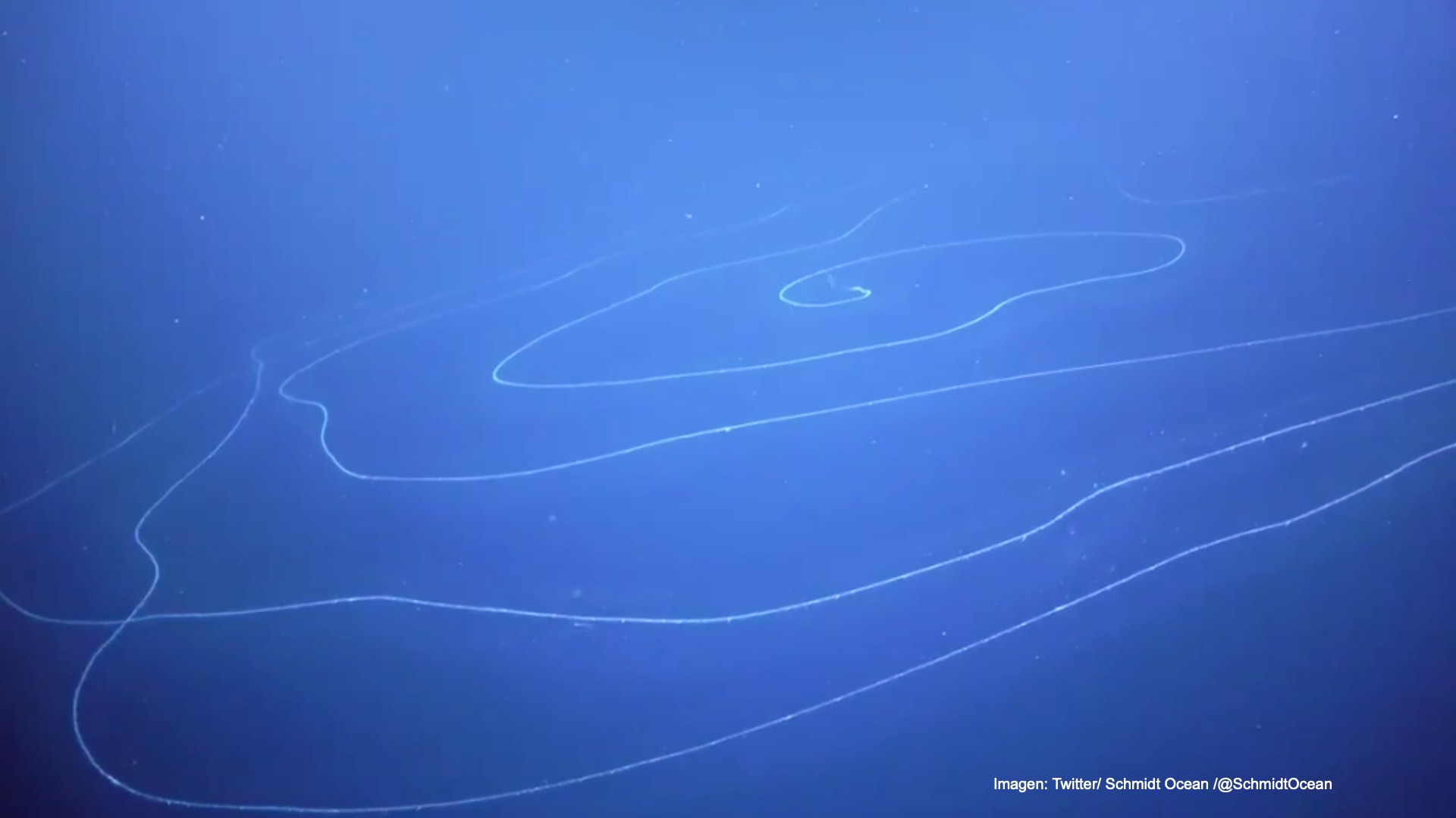 VIDEO: Descubren al animal más largo del mundo en Australia; mide 45 metros