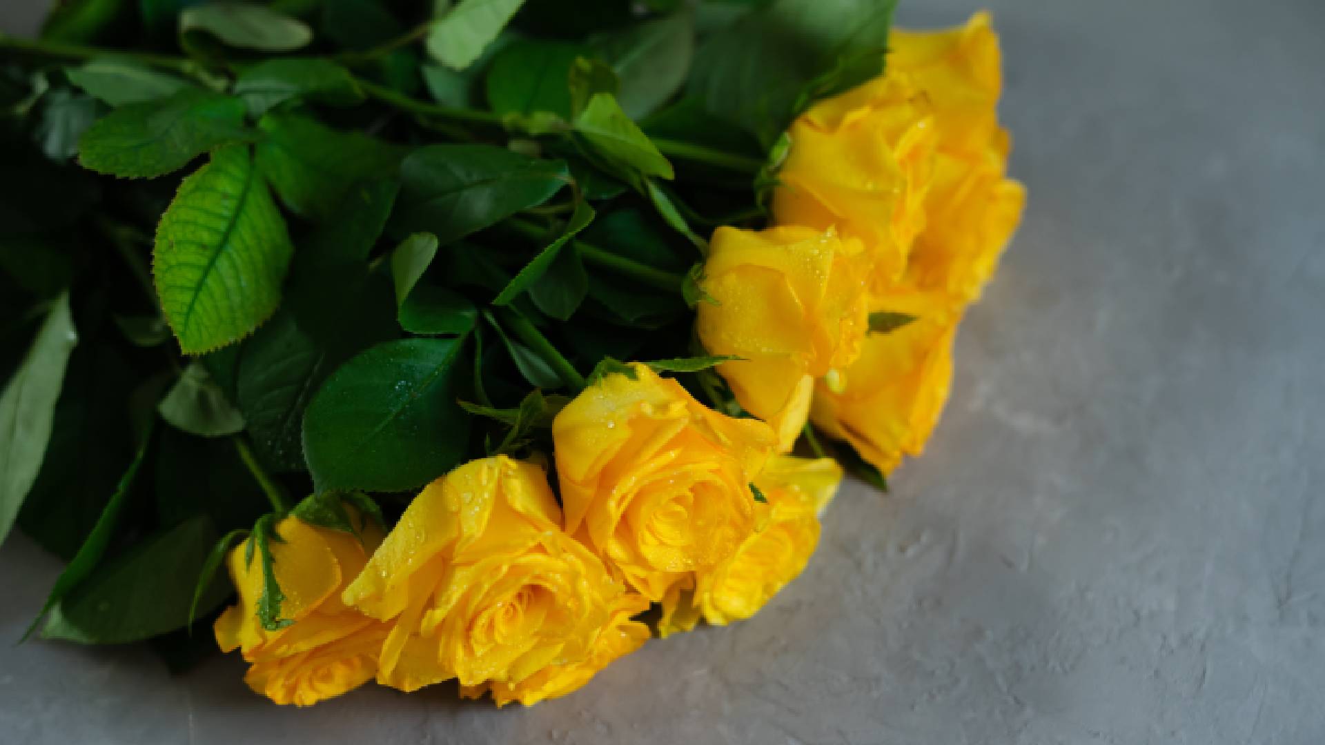 Flores amarillas el 21 de septiembre 2024: significado y por qué se regalan