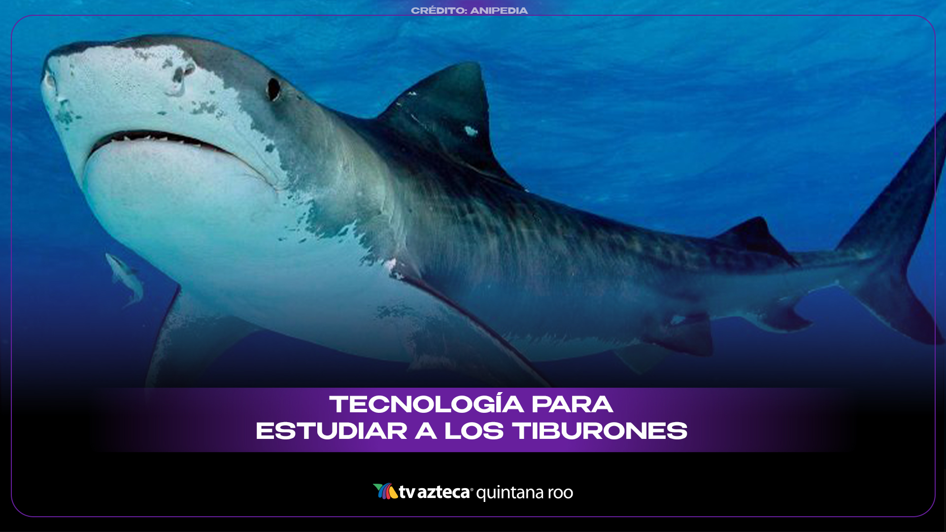 Cómo se utiliza la tecnología para estudiar a los tiburones y protegerlos