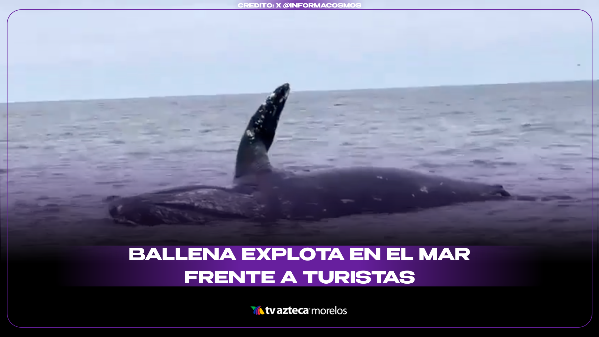 Ballena explota en el mar frente a turistas