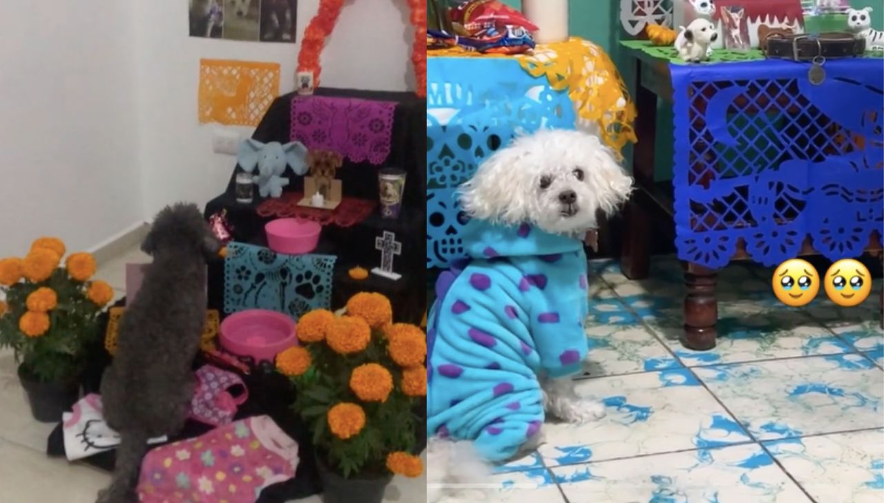Día de Muertos: Perros reaccionan a la ofrenda para mascotas fallecidas