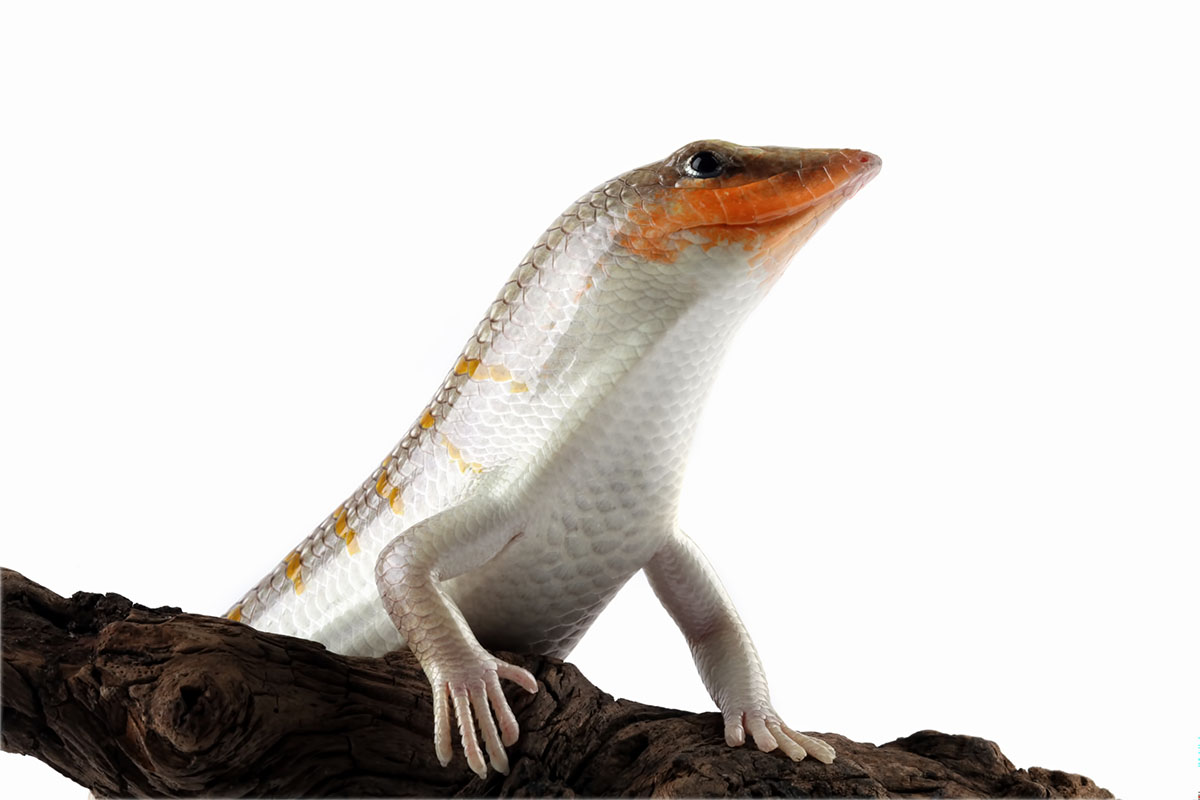 Pez de arena, el increíble animal que vive en el desierto del Sahara