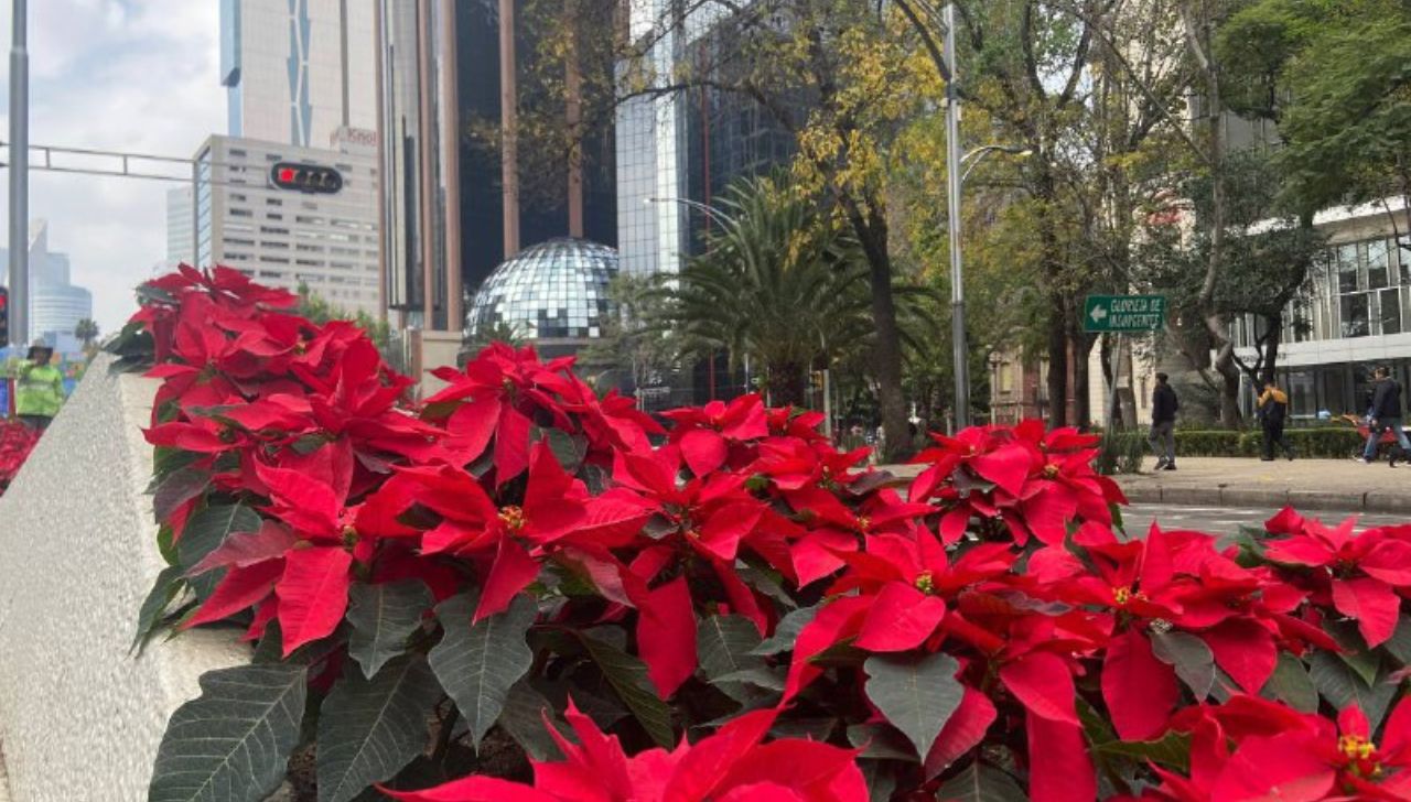 Las Nochebuenas ya están llegando a Paseo de la Reforma en CDMX