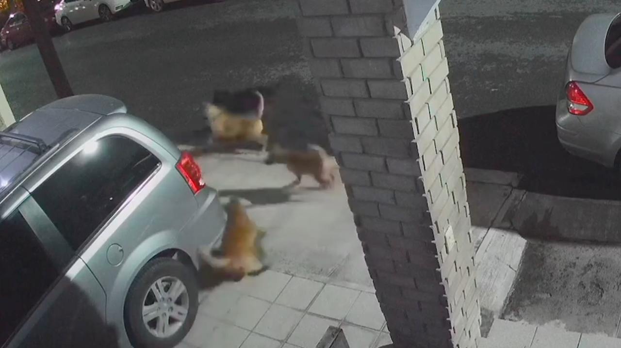 Perros salvajes: Jauría atemoriza a vecinos de Monterrey