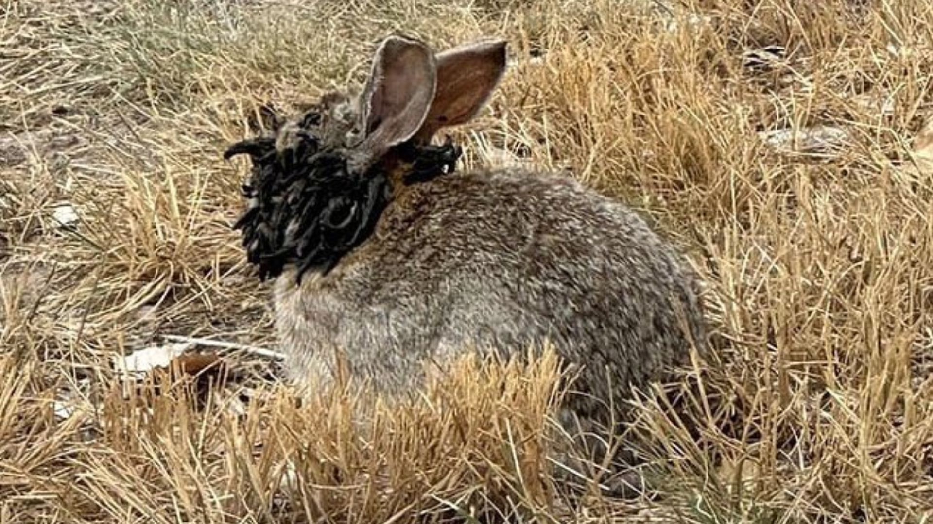 Alarma en EU: conejos salvajes con “tentáculos” en la cabeza preocupan ...