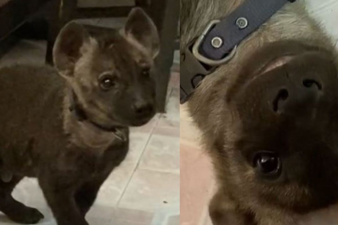 VIDEO: Mujer rescata una hiena tras confundirla con un perro