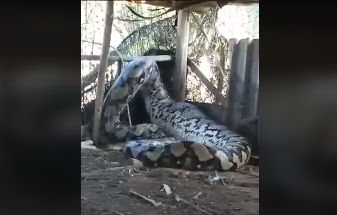 Video de serpiente gigante en el patio de una casa