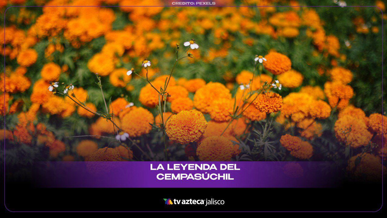 Leyenda del Cempasúchil: el origen de la flor más emblemática del Día ...