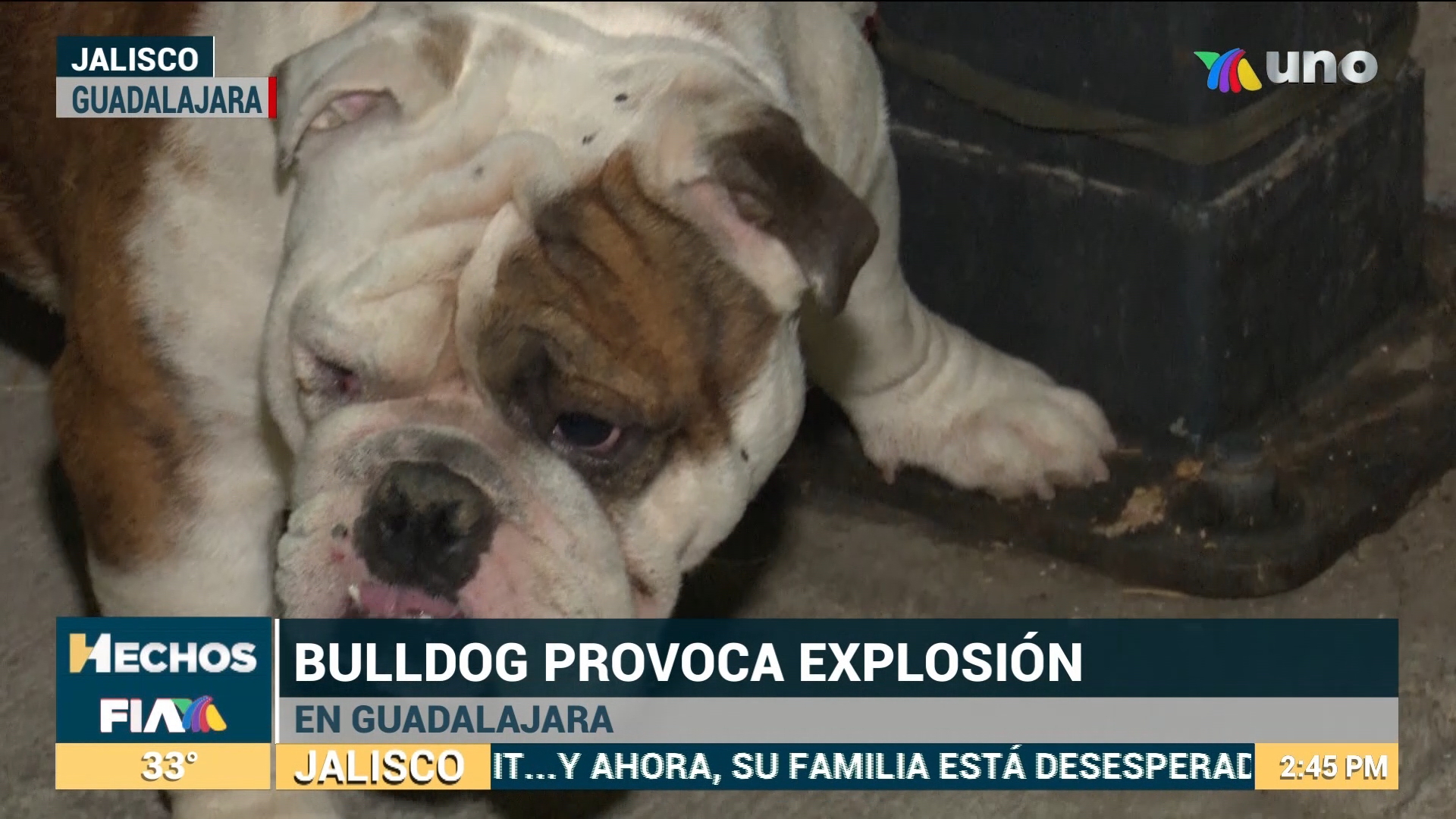 Perro bulldog ocasionó la explosión de un tanque de gas