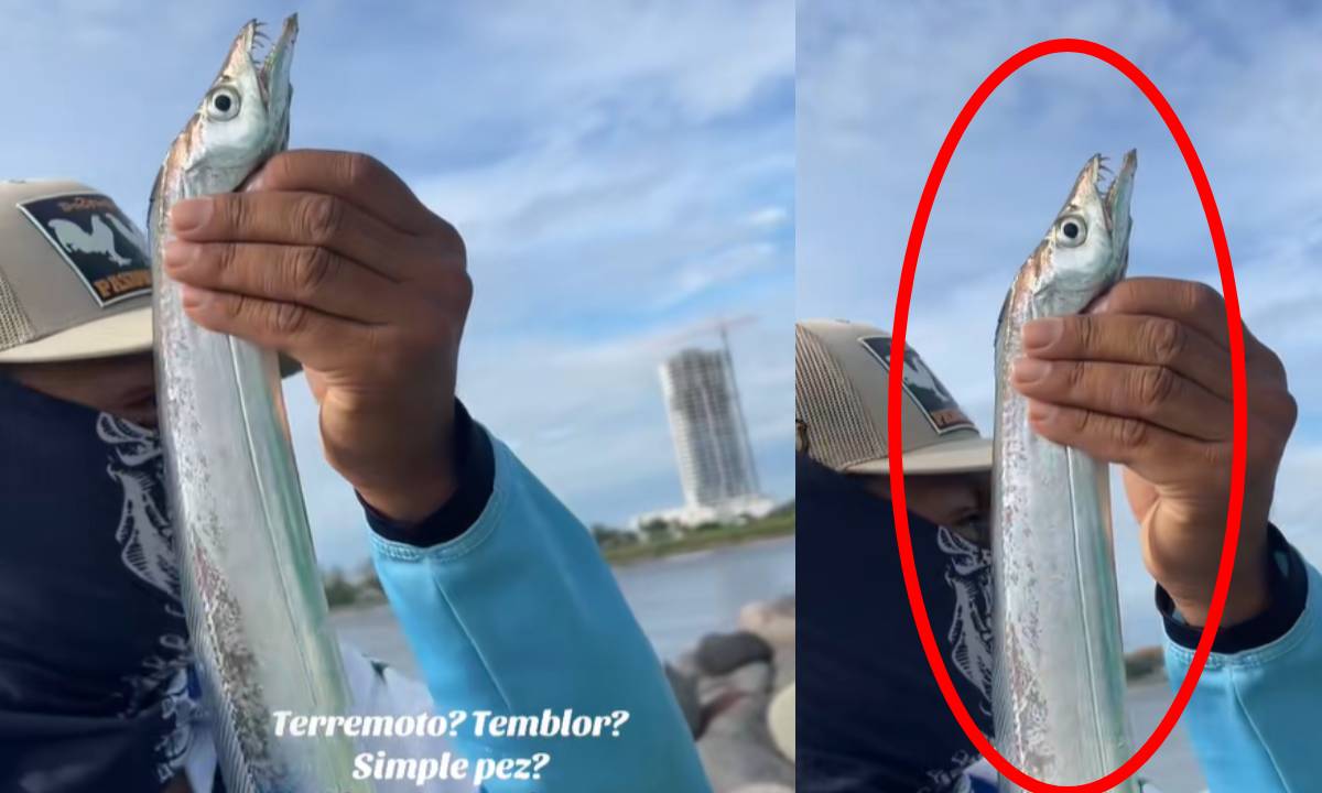Aparece Pez Remo en Veracruz y genera alarma por presunta predicción de ...