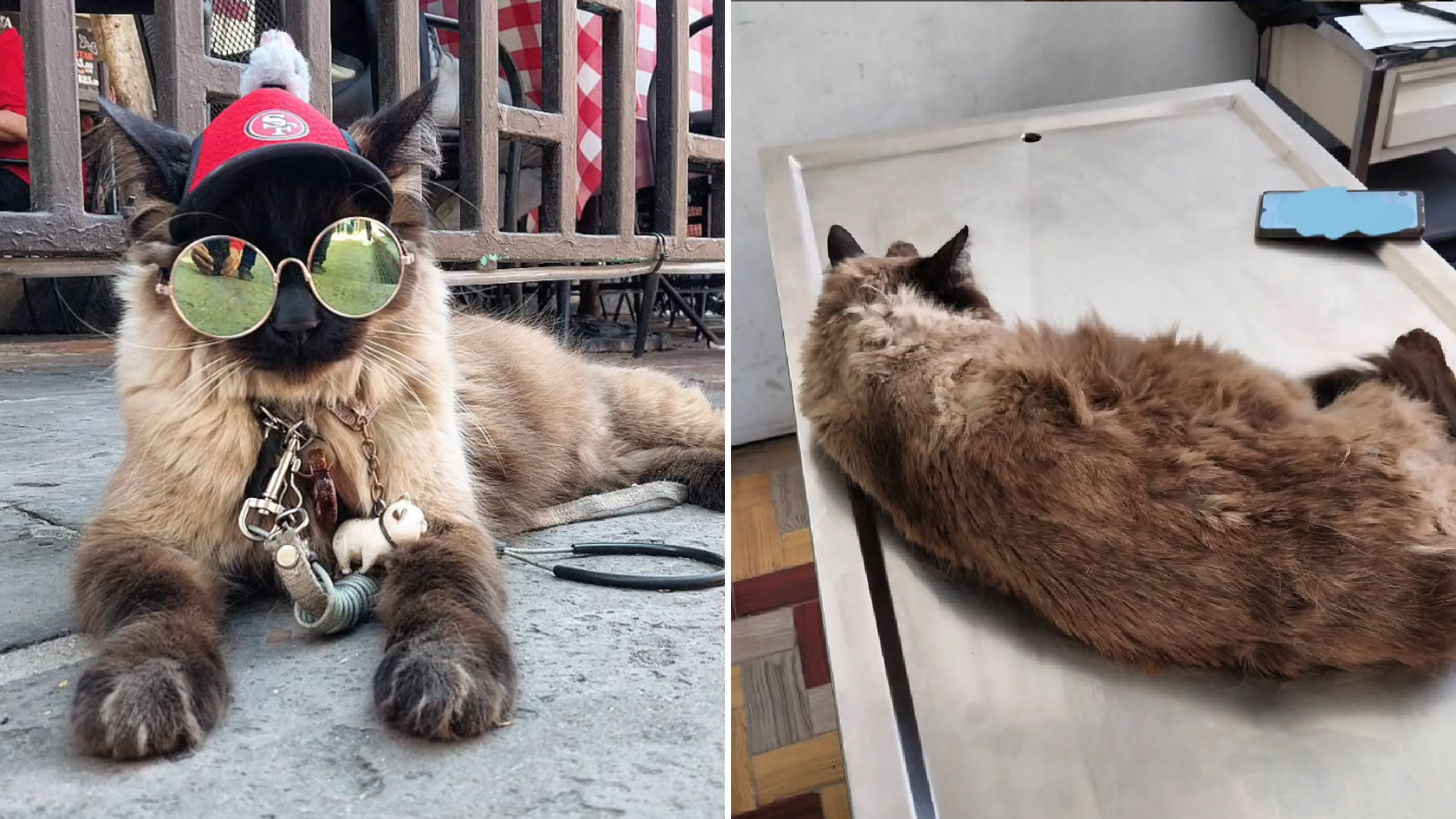 Bodoque, gato influencer de León, está en el hospital; ¿qué le ocurrió?