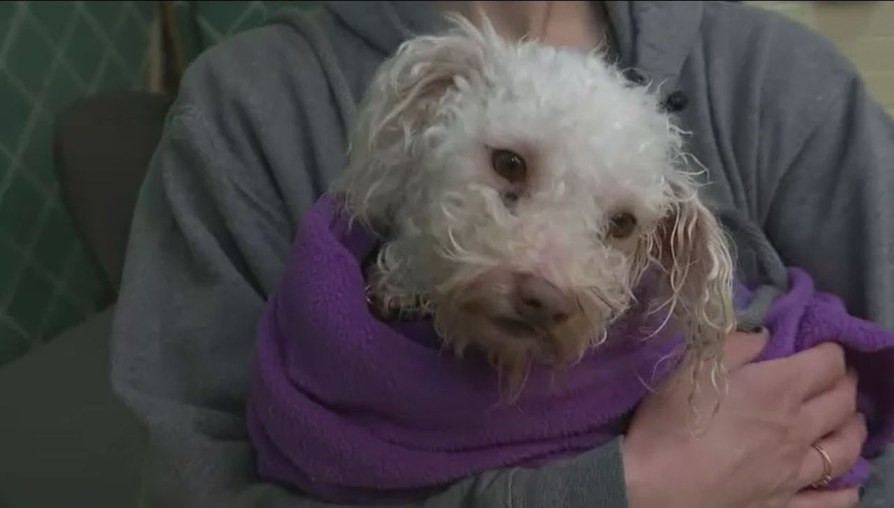 Rescatan un perrito que fue drogado con fentanilo