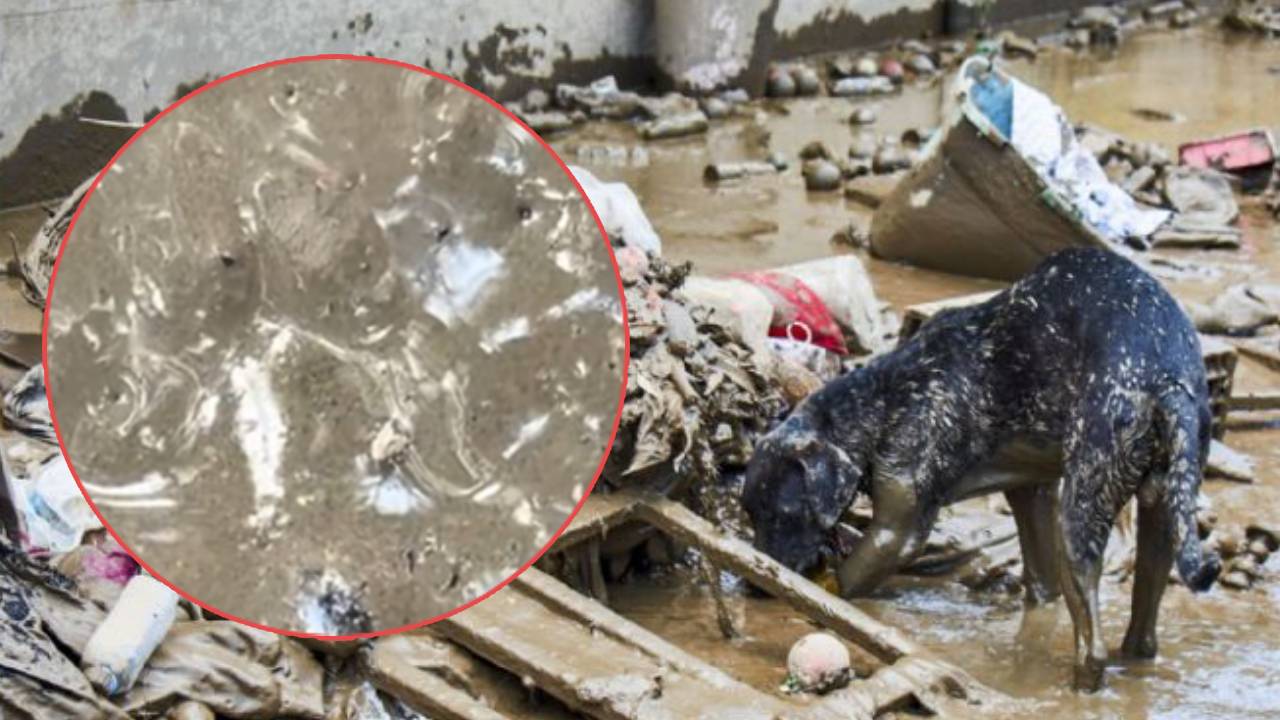 ¿Cómo afectan a la salud y se pueden identificar los gusanos cola de rata?