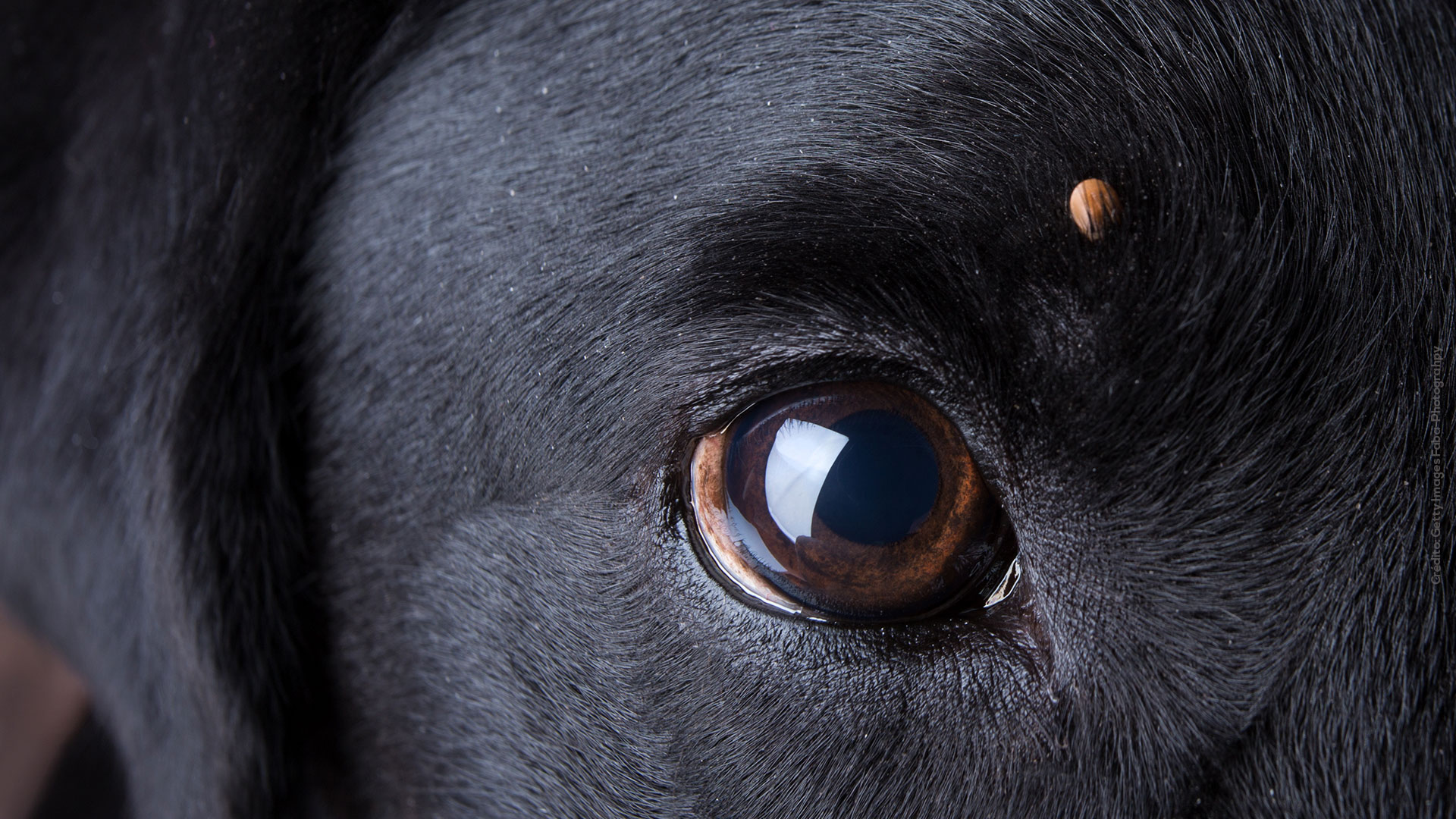 Enfermedades que pueden transmitir las garrapatas a los perros