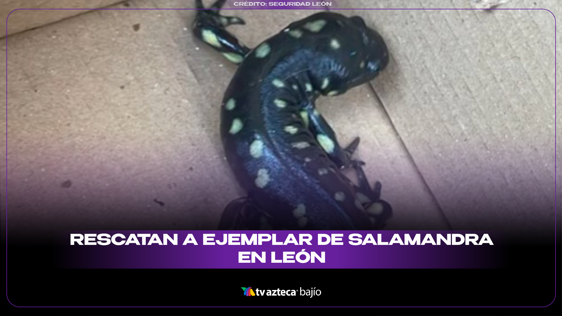 Rescatan a ejemplar de salamandra en León 6 de mayo