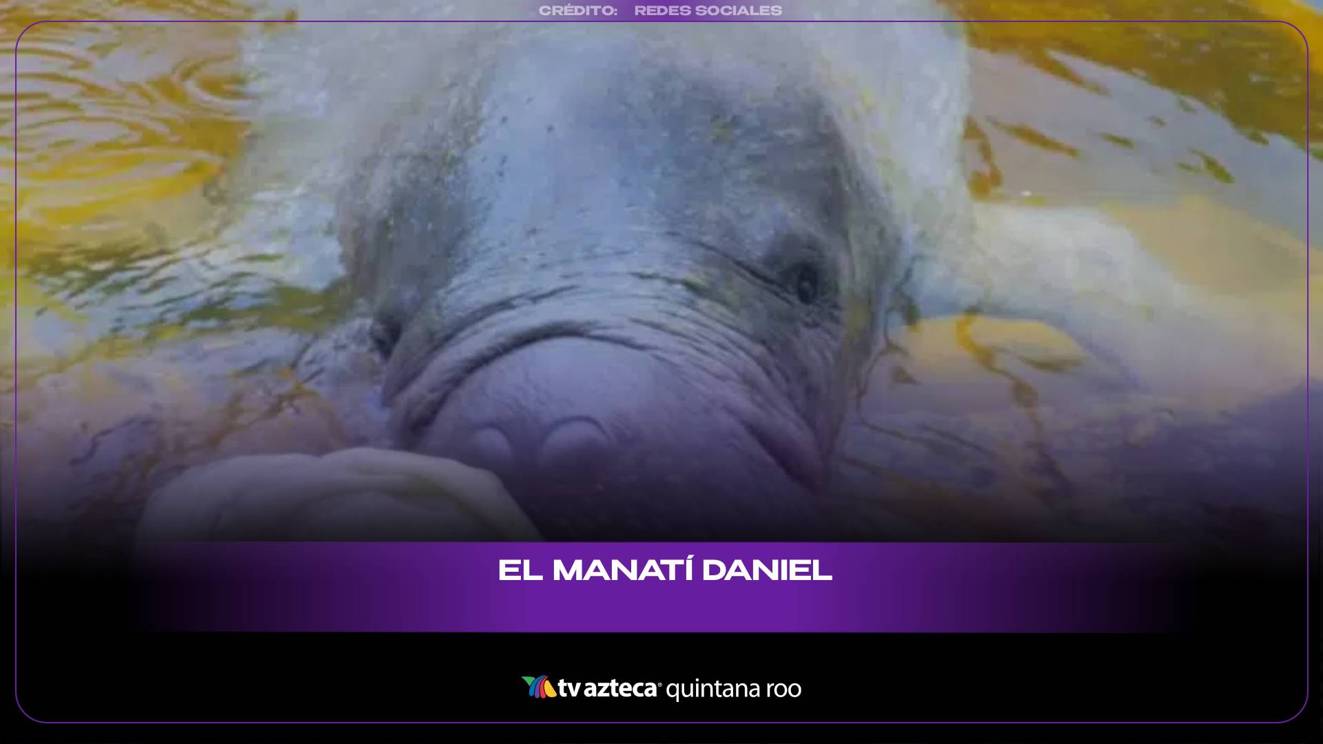 El manatí Daniel: Conoce la inspiradora historia del ejemplar que fue rescatado y salvado
