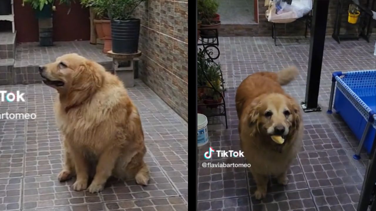 VIDEO: Perrito paraliza la red bailando “La Macarena”