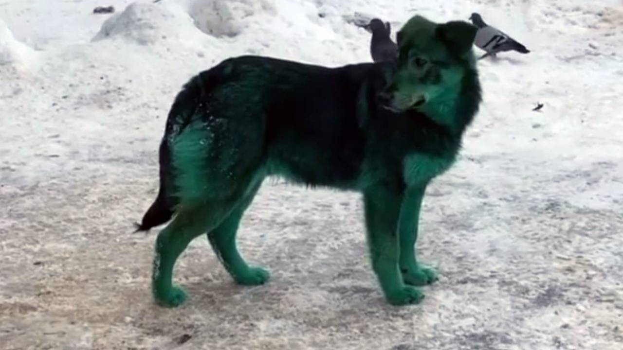 VIDEO: Perros verdes desconciertan a los habitantes de Rusia