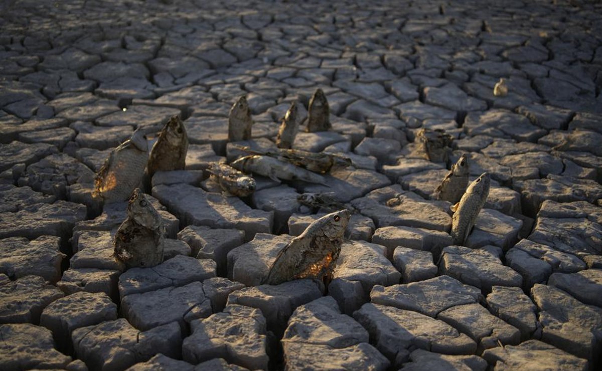 Histórica sequía muestra cementerio de botes y peces en lago Mead