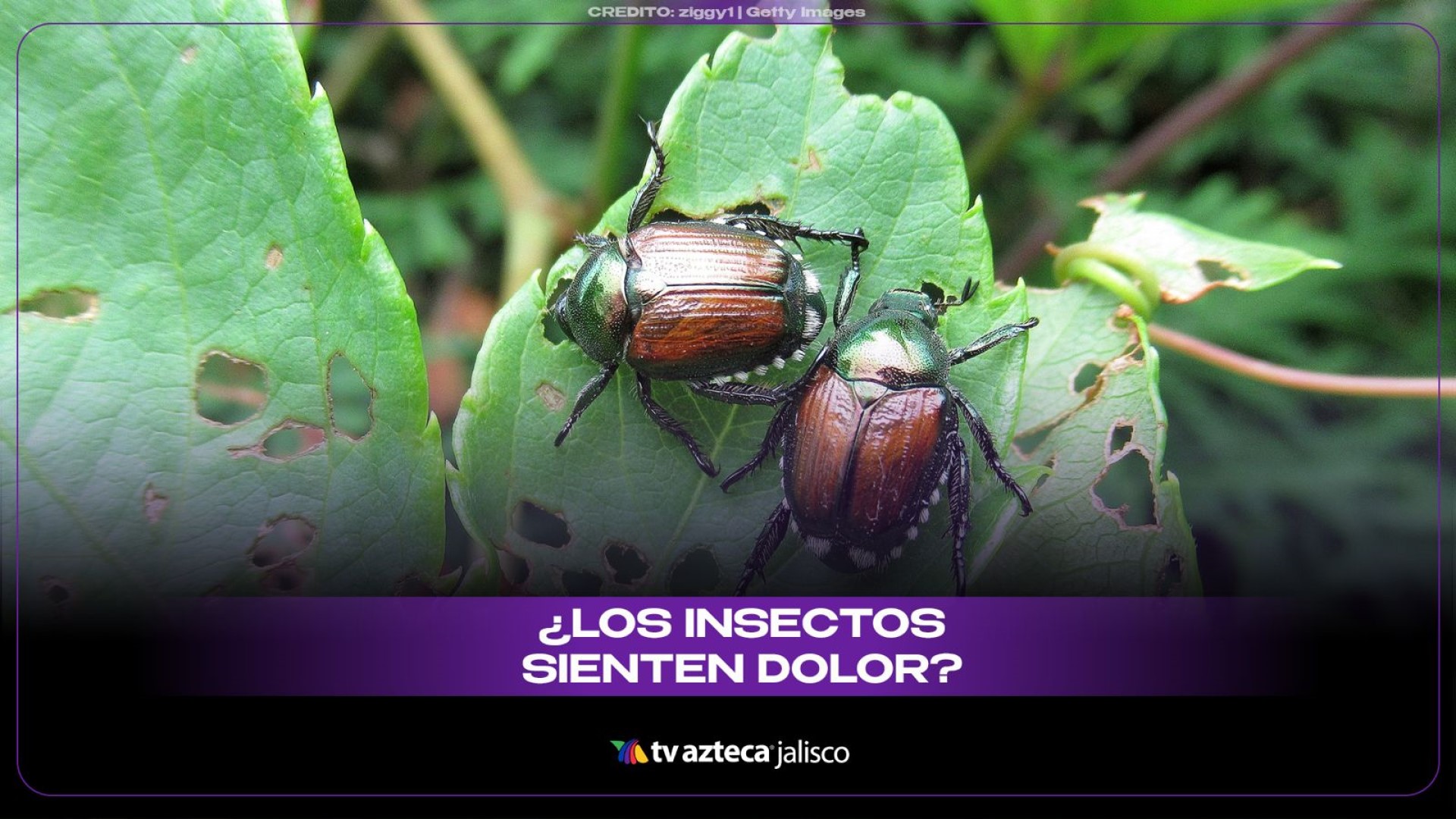 ¿Los insectos sienten dolor? Esto dice la ciencia más reciente