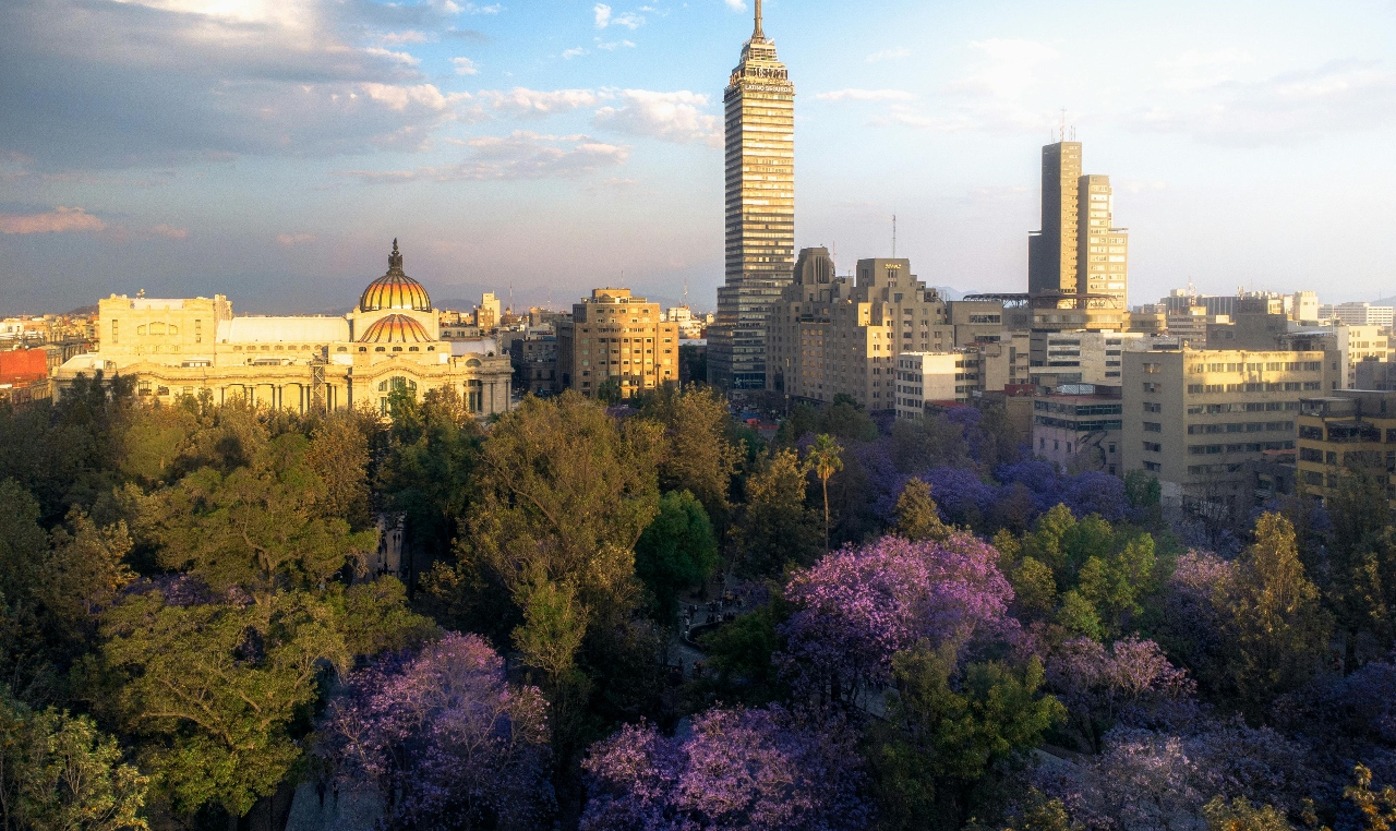 Temporada de jacarandas en la CDMX: ¿Por qué florecen en marzo?