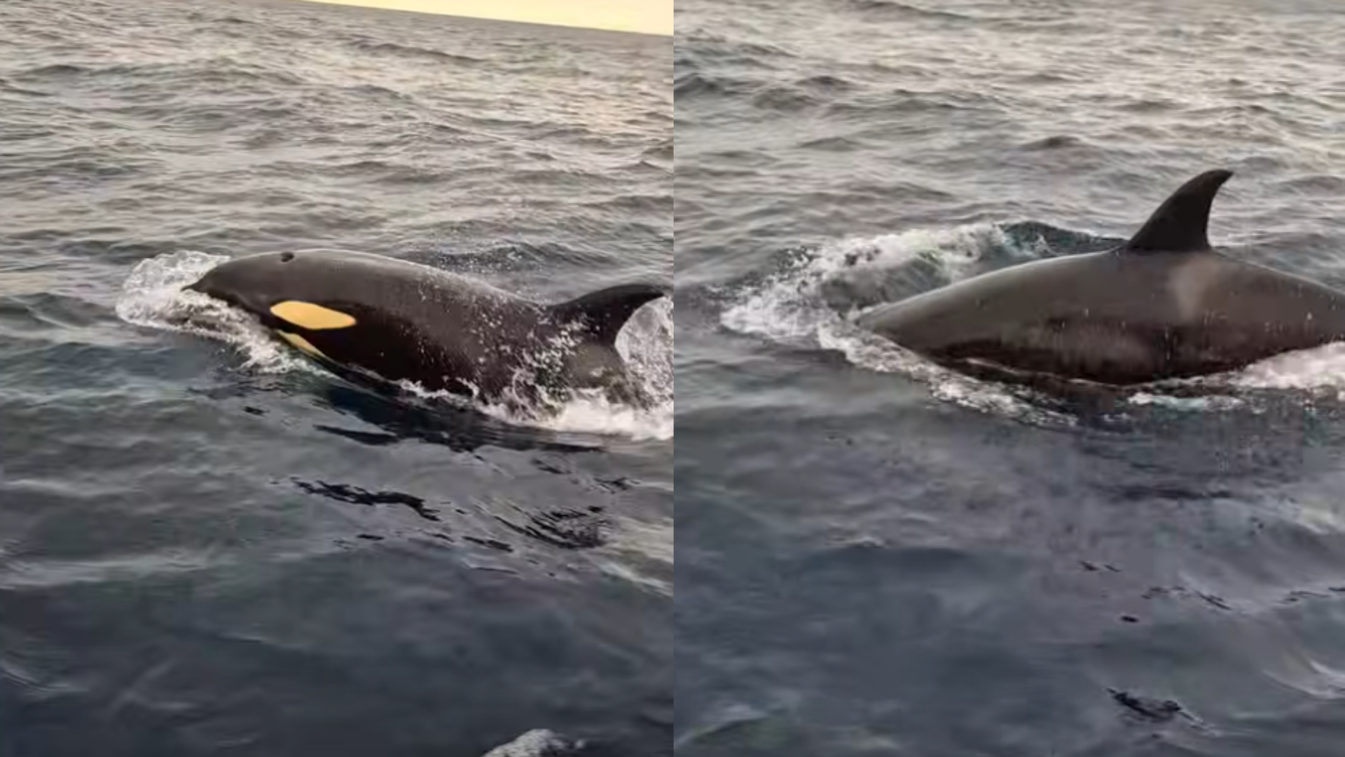 Avistamiento de orcas en Jalisco: qué se sabe tras videos en Barra de ...