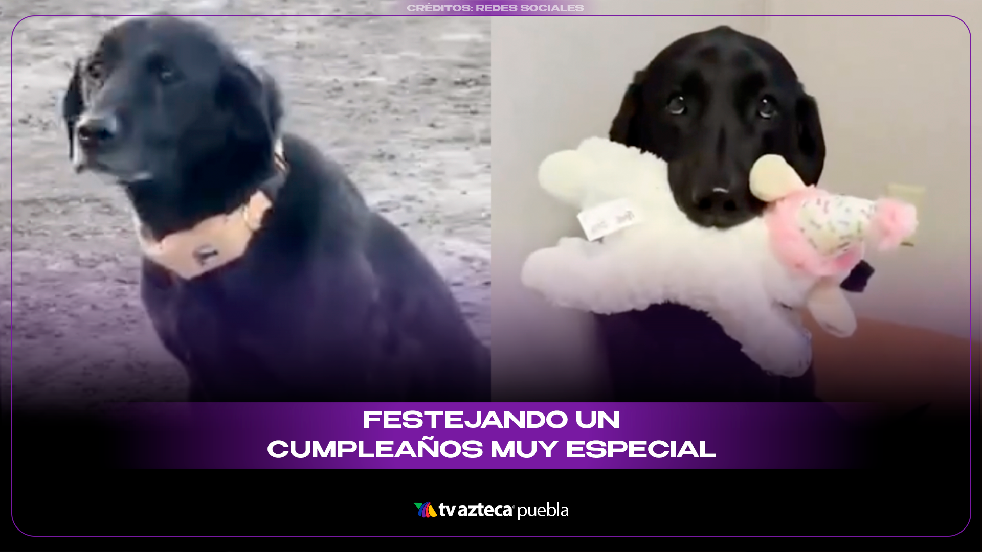 Perrito viral reacciona emocionado cuando le cantan Las Mañanitas