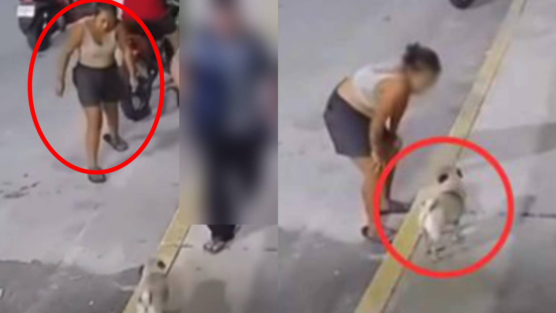 ¡INDIGNANTE! VIDEO: Captan a pareja robando un perro de raza Pug afuera ...
