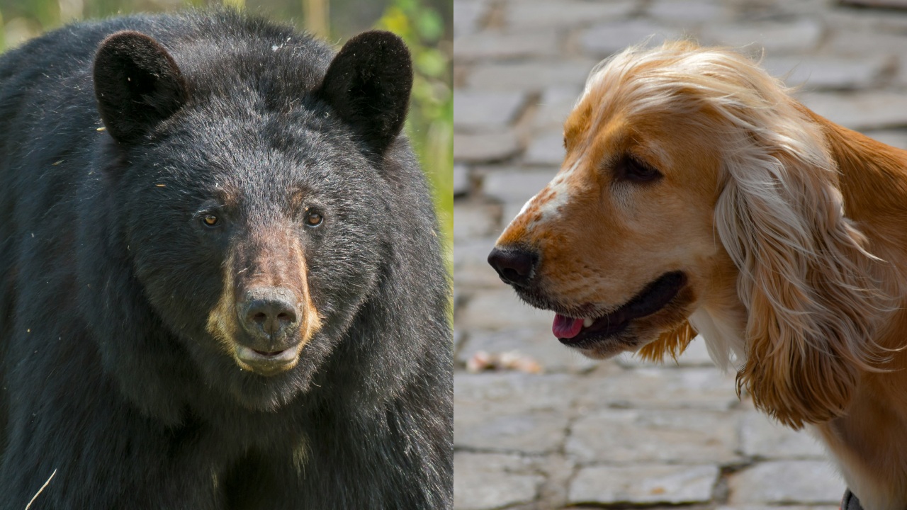 Perro valiente enfrenta a oso negro en Los Ángeles y salva su hogar: el ...