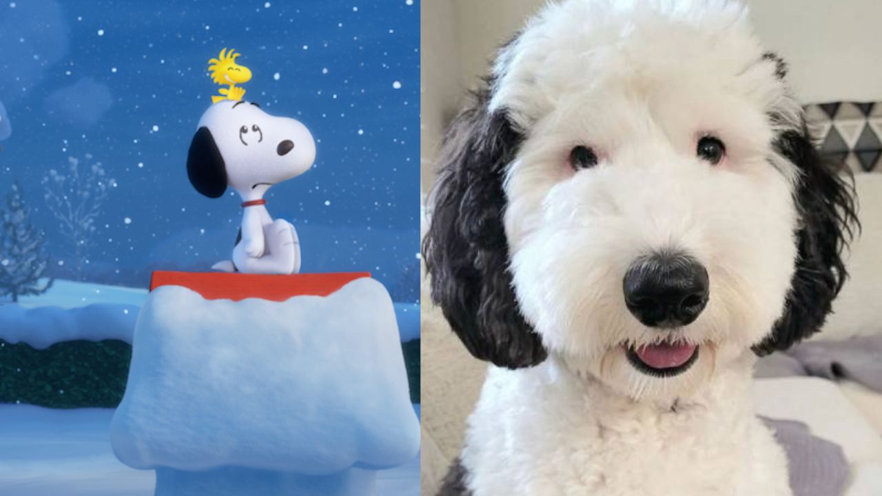 ¿Quién es el perro Bayley, el doble de Snoopy?
