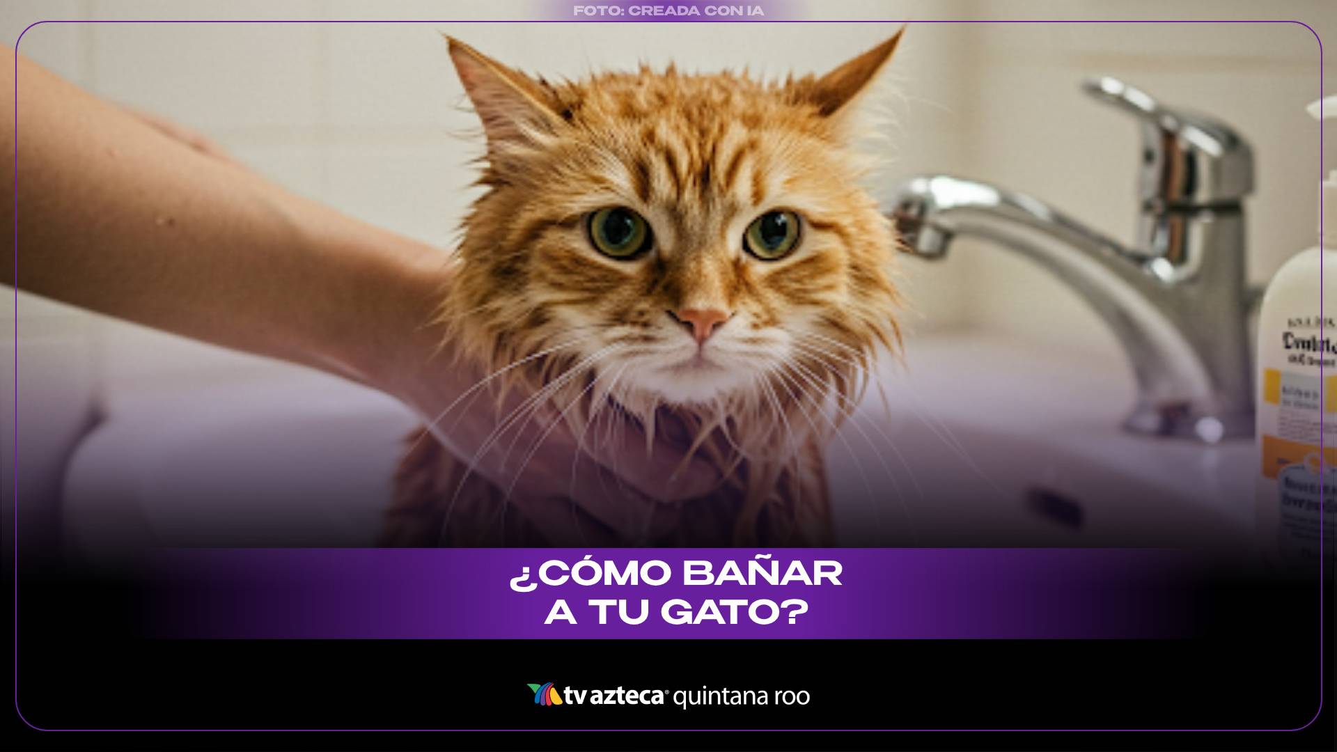 ¿Cómo bañar a tu gato sin sufrir en el intento? Pasos para mantener ...