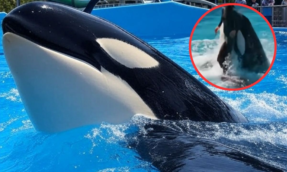 VIDEO ¿Quién es Dawn Brancheau, la entrenadora marina que murió atacada ...