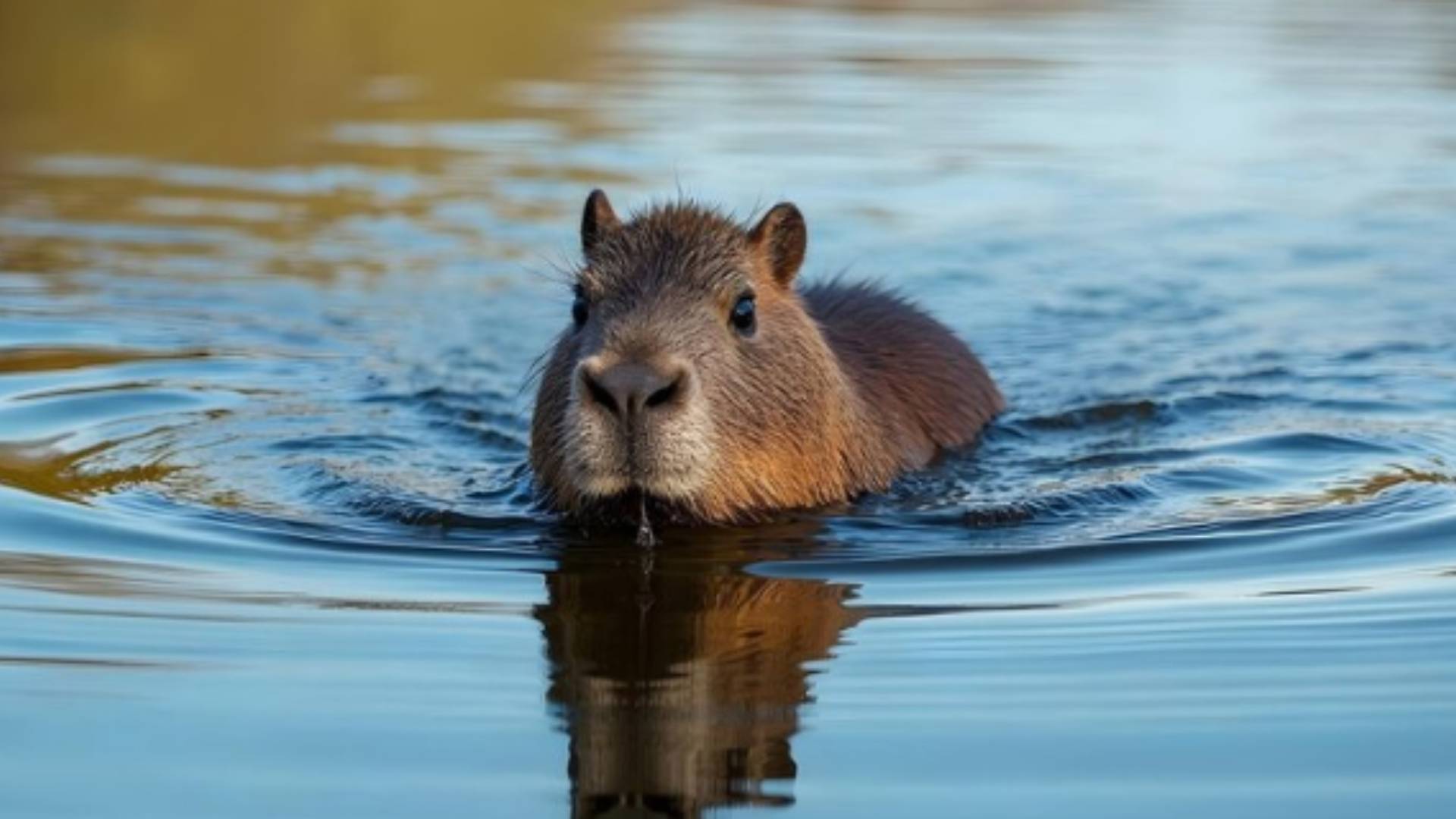 Día del Capibara 2025: ¿Cuándo es, por qué se celebra, qué día cae?
