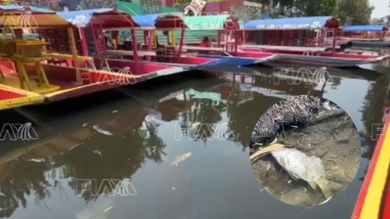 Aparecen decenas de peces muertos en embarcadero de Zacapa en Xochimilco