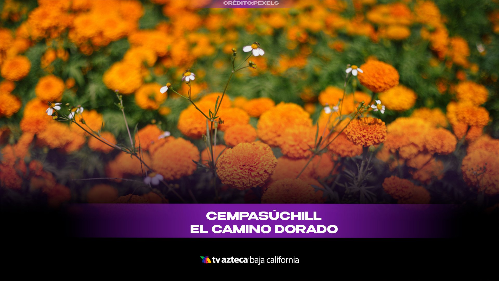Flor de cempasúchil: ¿por qué es esencial en el Día de Muertos?