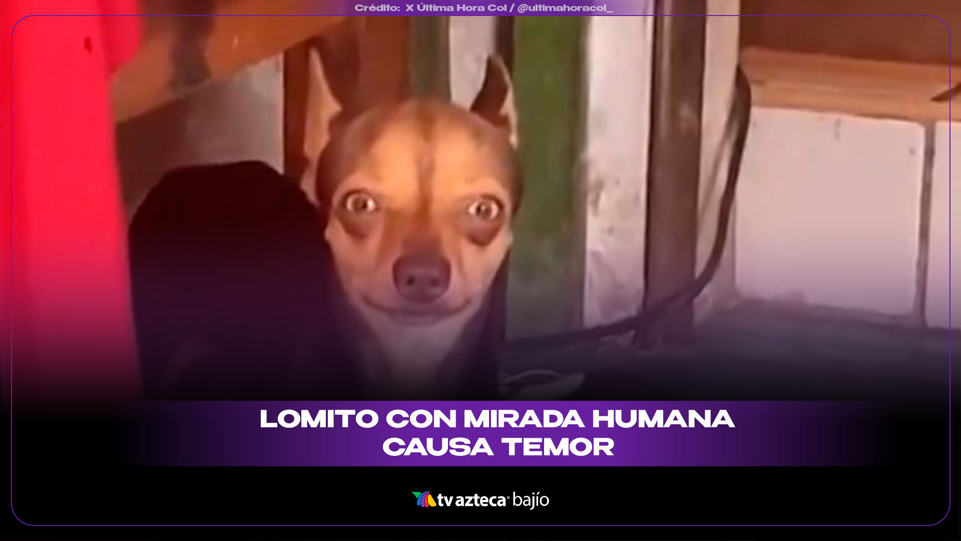 Perro con mirada humana causa terror en redes; así es como se ve