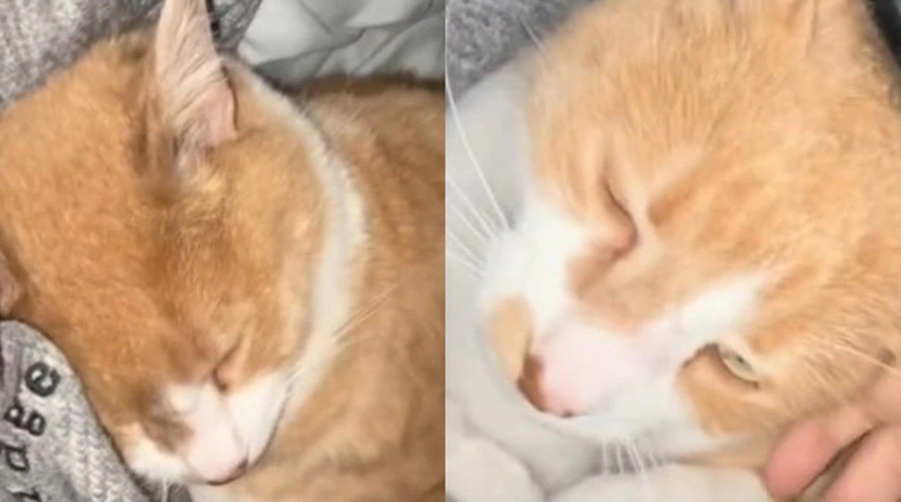 Video: Gatito que parecía muerto espanta a su dueña gatito