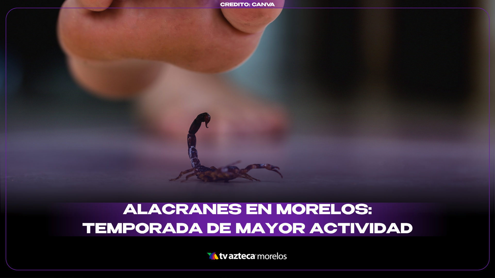Alacranes en Morelos: temporada de mayor actividad