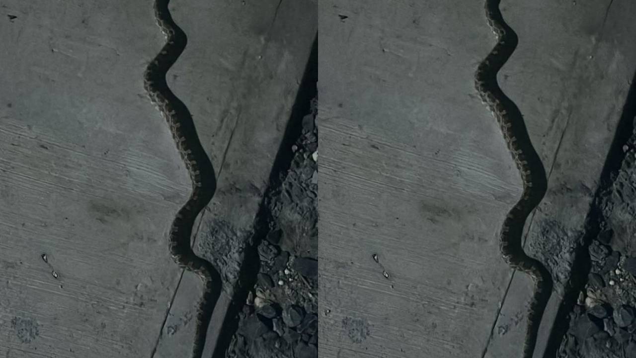 Víbora ratonera es localizada en vía pública de Puerta Grande, Tijuana