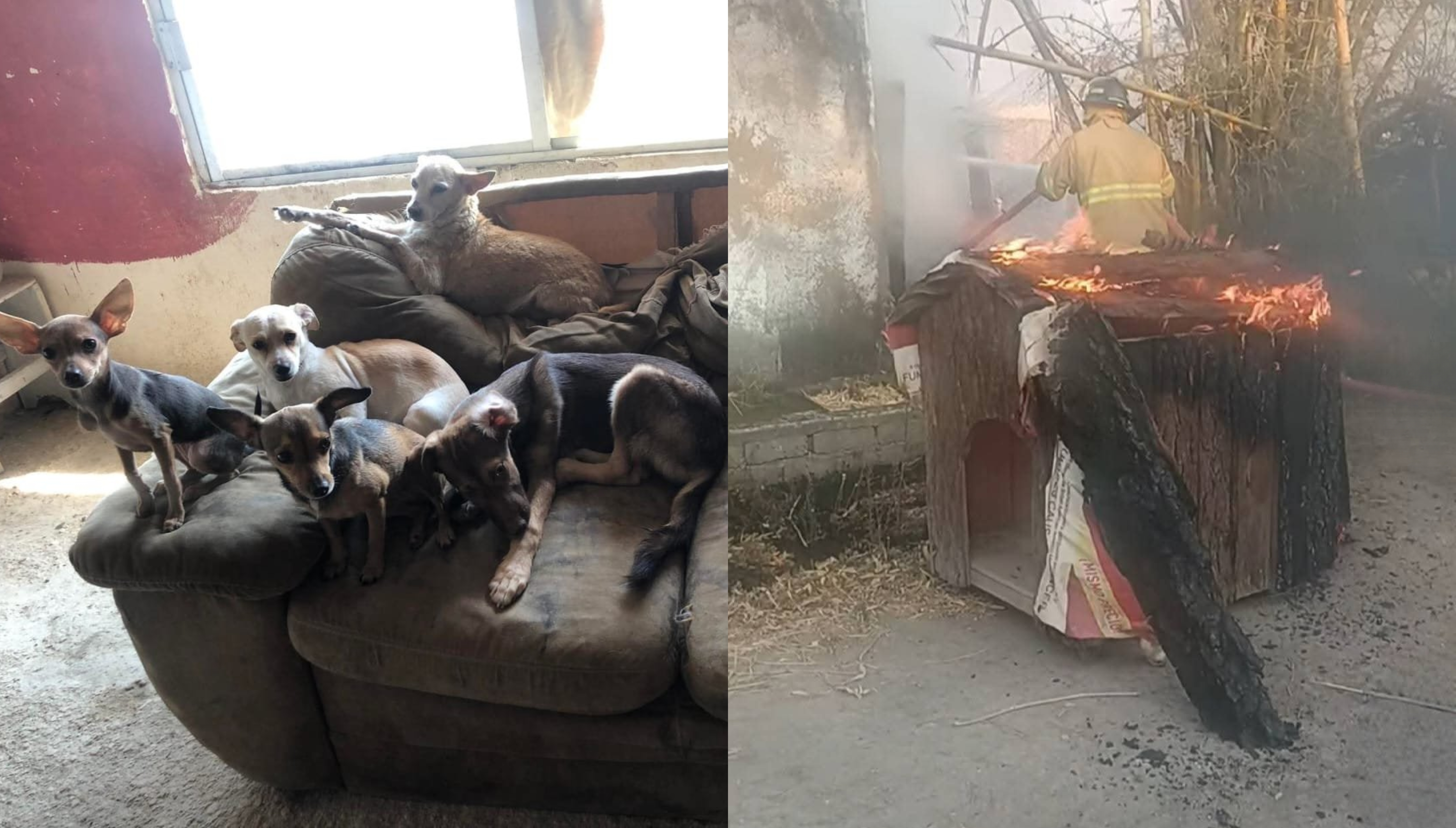 Seis perros mueren calcinados en incendio provocado en refugio animal ...