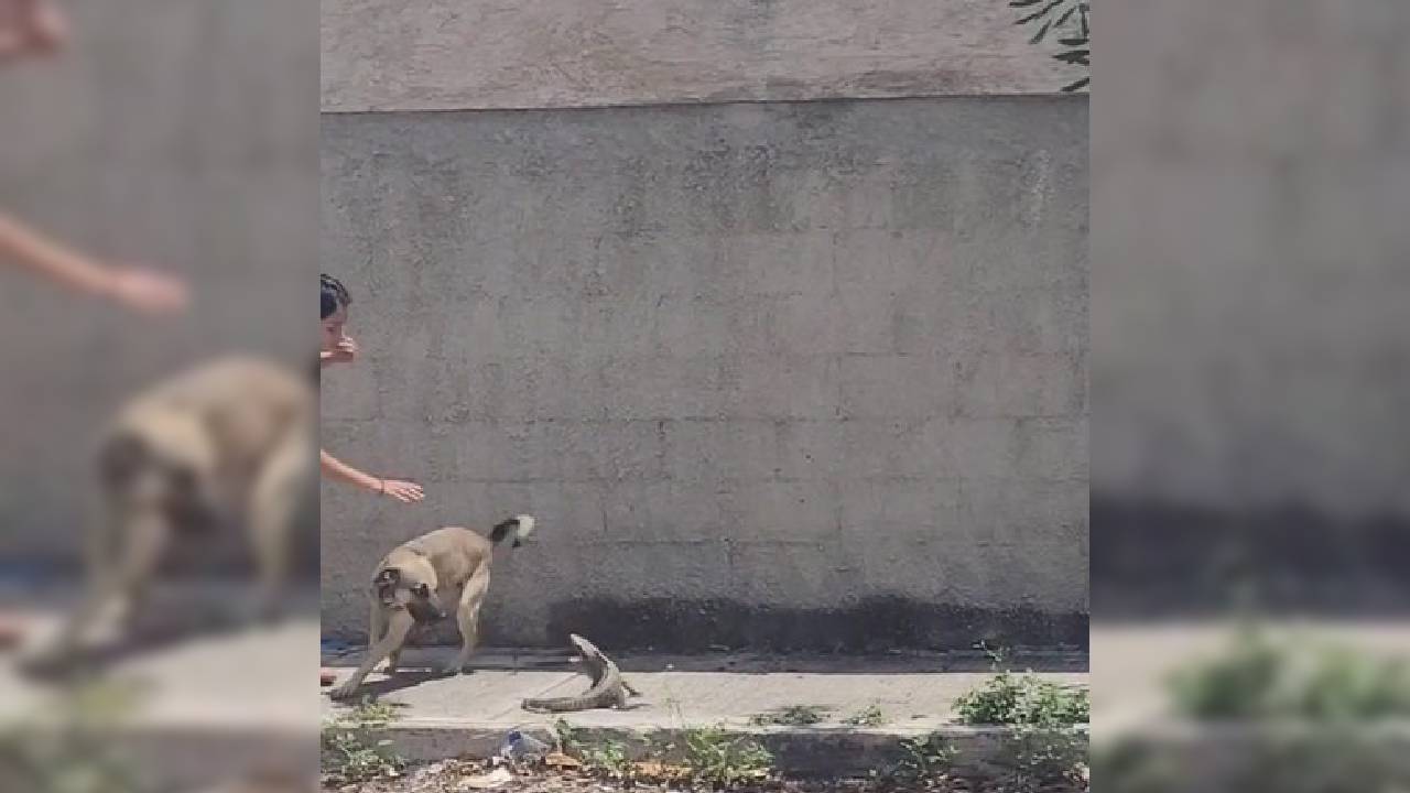 Perro y tolok se PELEAN en calles de Yucatán