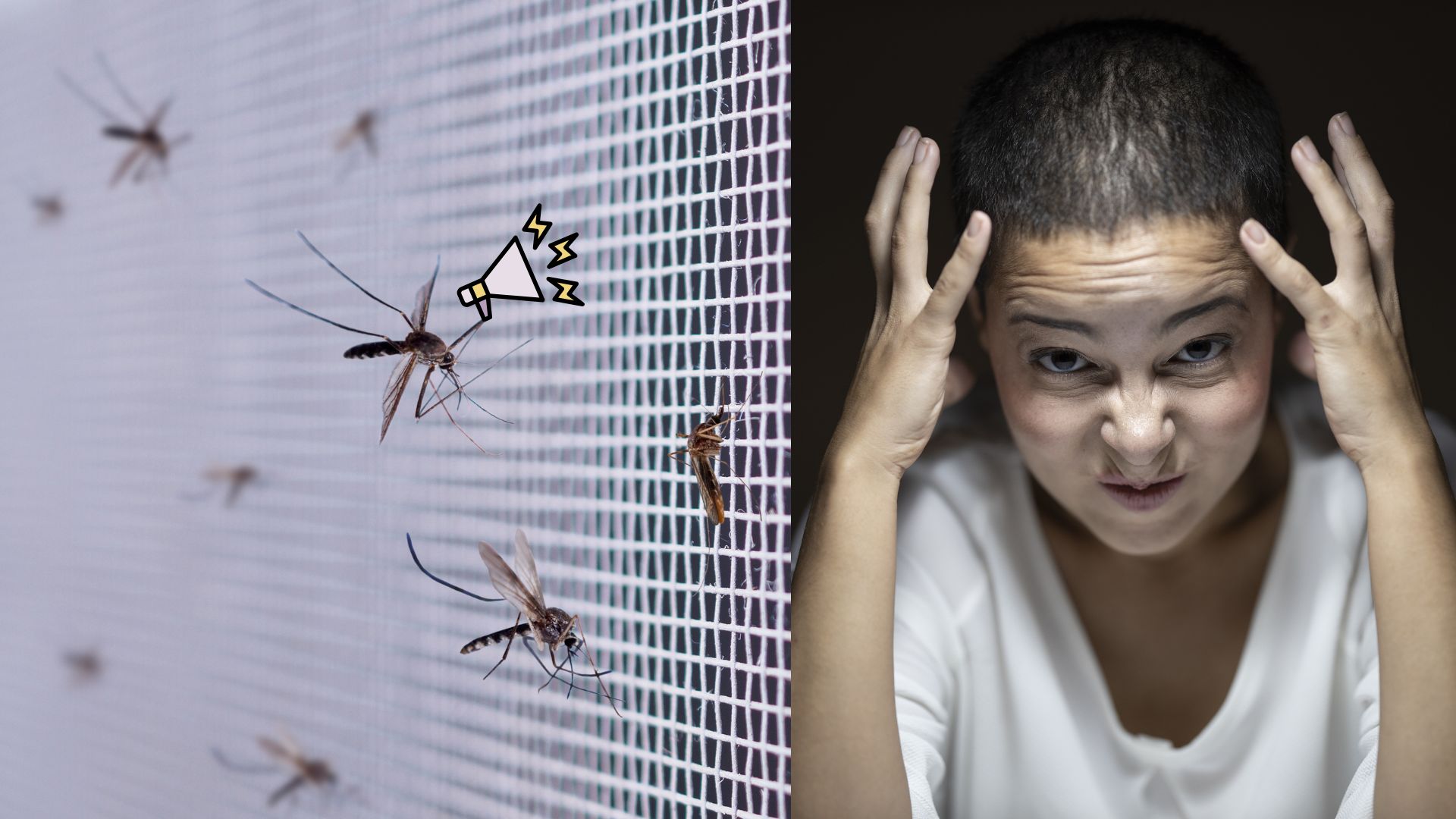 ⁠Dile adiós a los mosquitos: esto los alejará para siempre de tu casa
