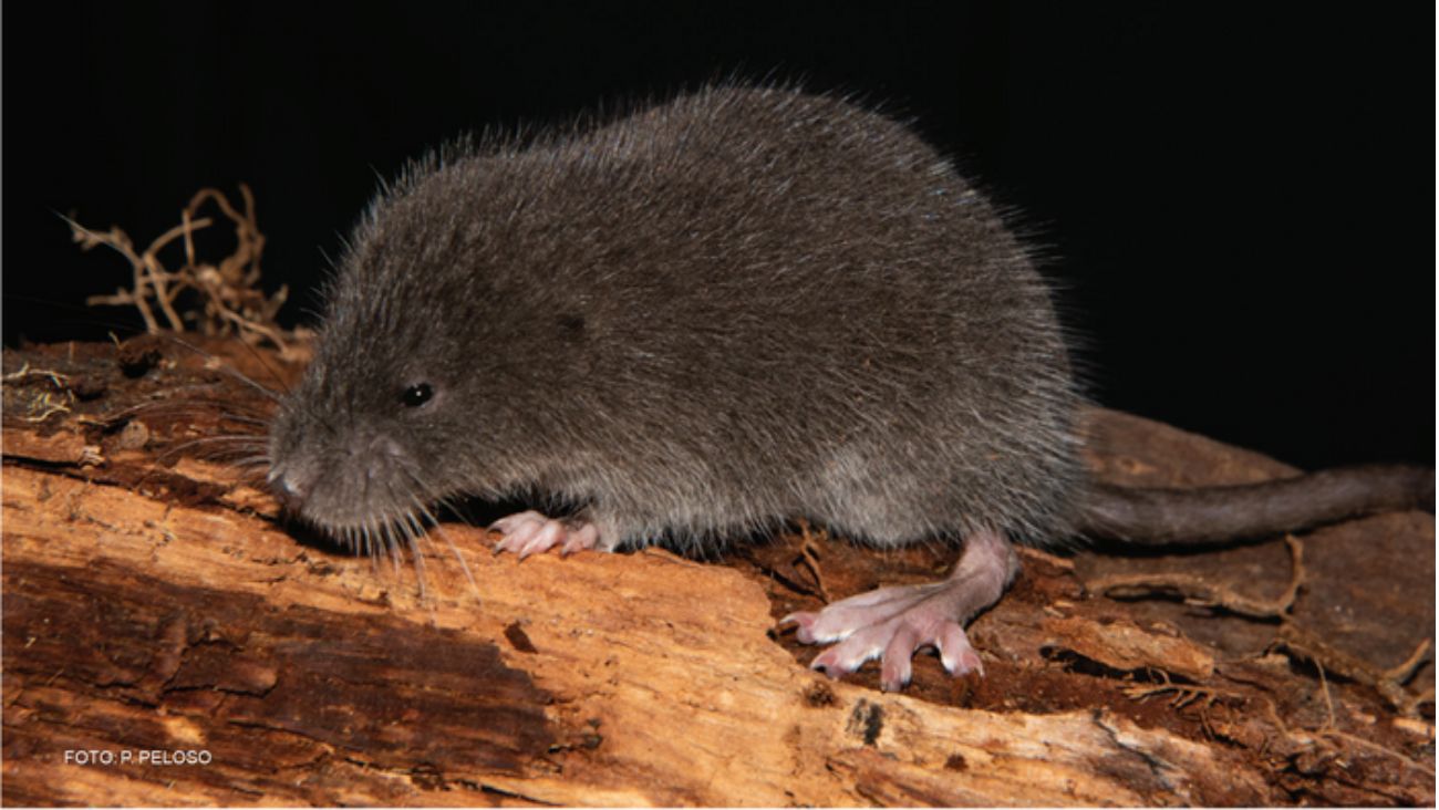 Descubren nueva especie de roedor semiacuático en Perú