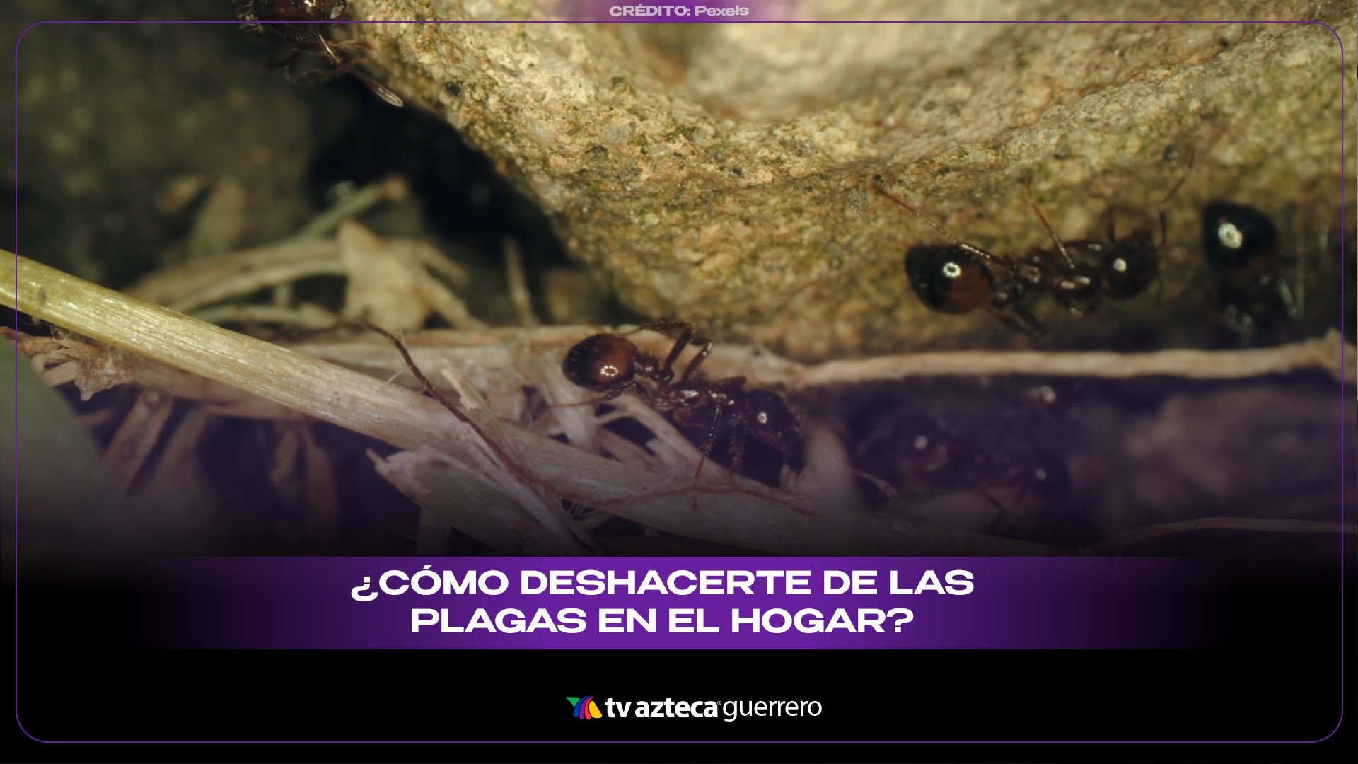 Descubre cómo puedes acabar con las plagas en el hogar