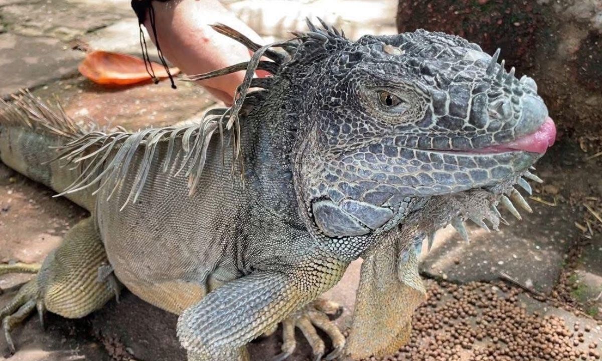 ¿Qué le pasó a Rufino, iguana emblemática de Coatzacoalcos?