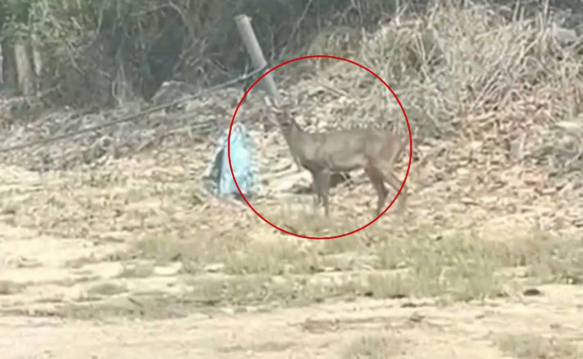 VIDEO: Así fue captado un Venado cola blanca en el Fraccionamiento Los ...