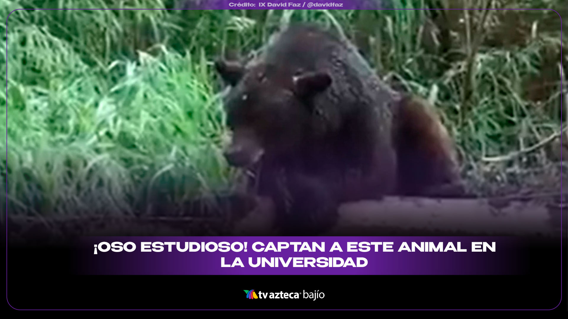 Oso en la universidad en Nuevo León: animal sorprende a estudiantes en ...